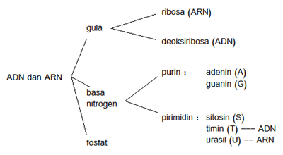Komponen penyusun ADN dan ARN ~ Kang Biology
